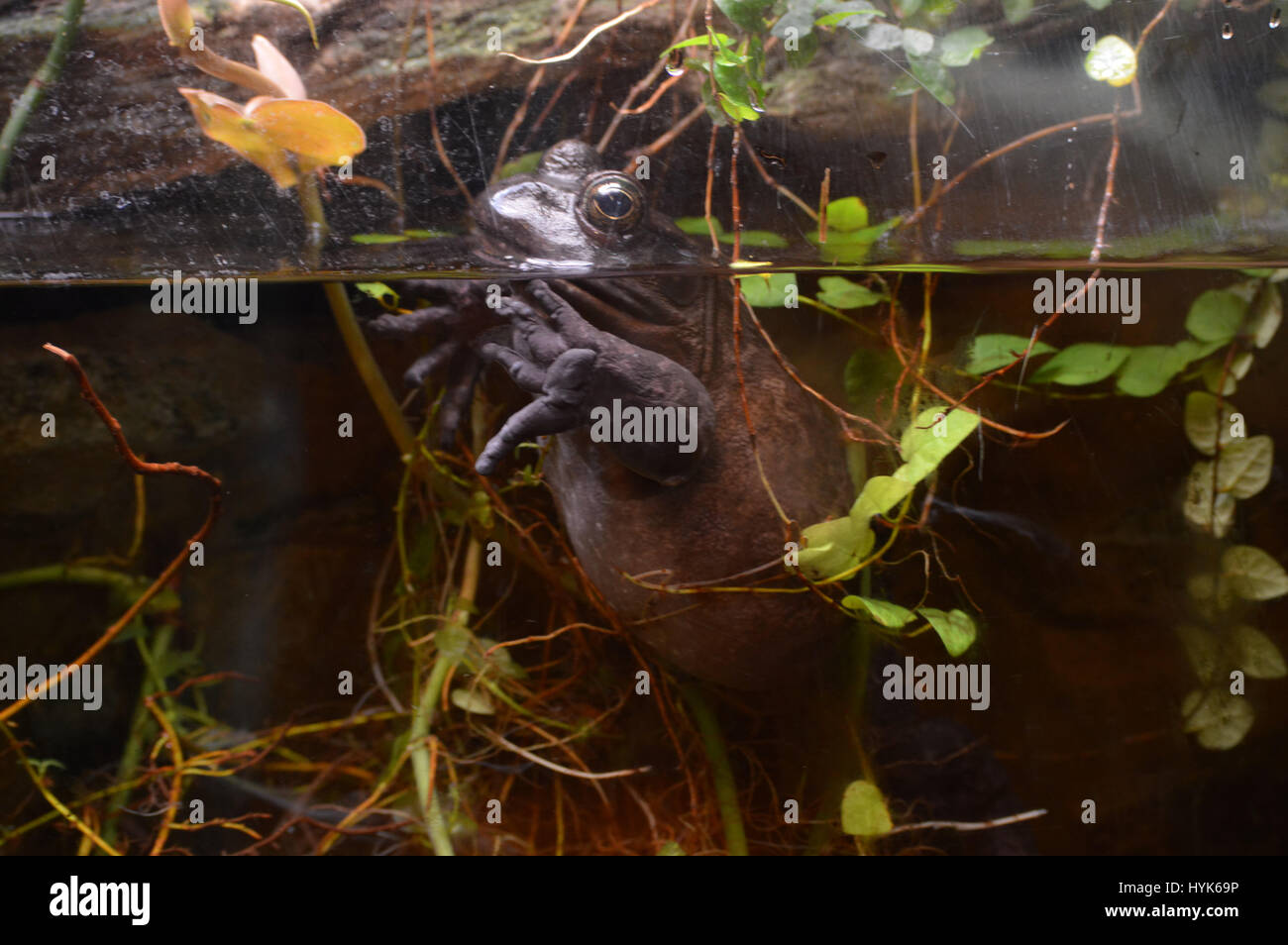 Large american tank hi-res stock photography and images - Alamy