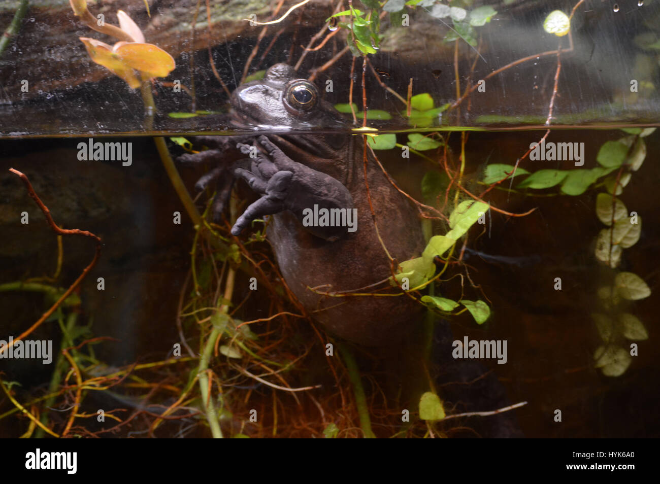 American bullfrog aquarium hi-res stock photography and images - Alamy