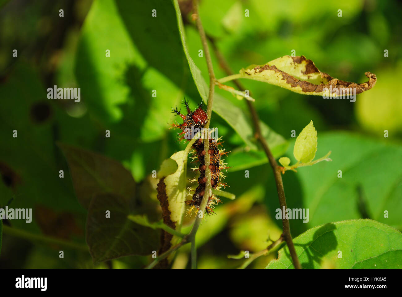 A Hungry Little Caterpillar and His Shadow Stock Photo - Alamy