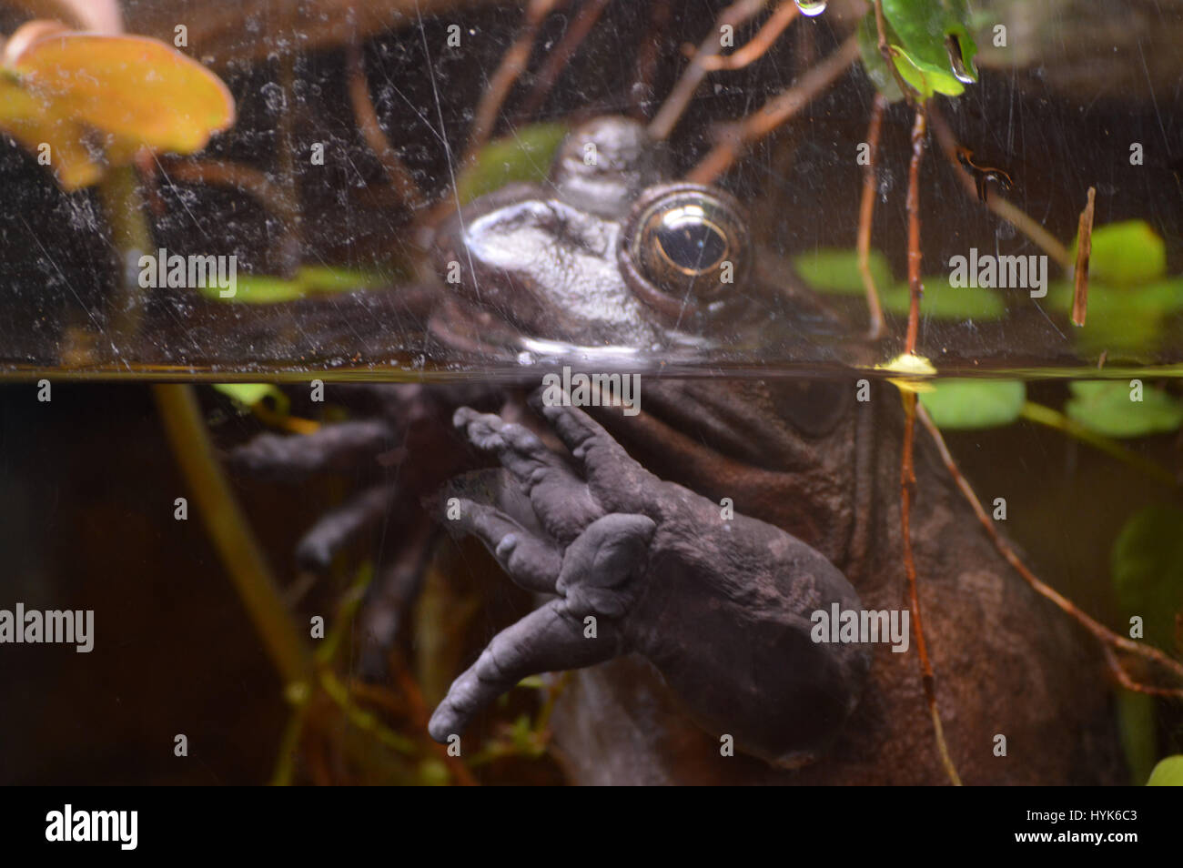 American bullfrog aquarium hi-res stock photography and images - Alamy