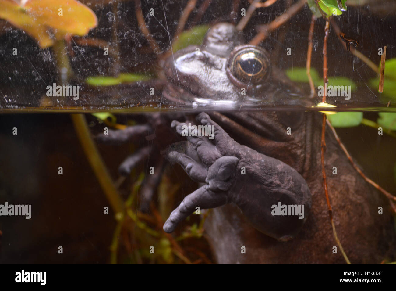 American bullfrog aquarium hi-res stock photography and images - Alamy