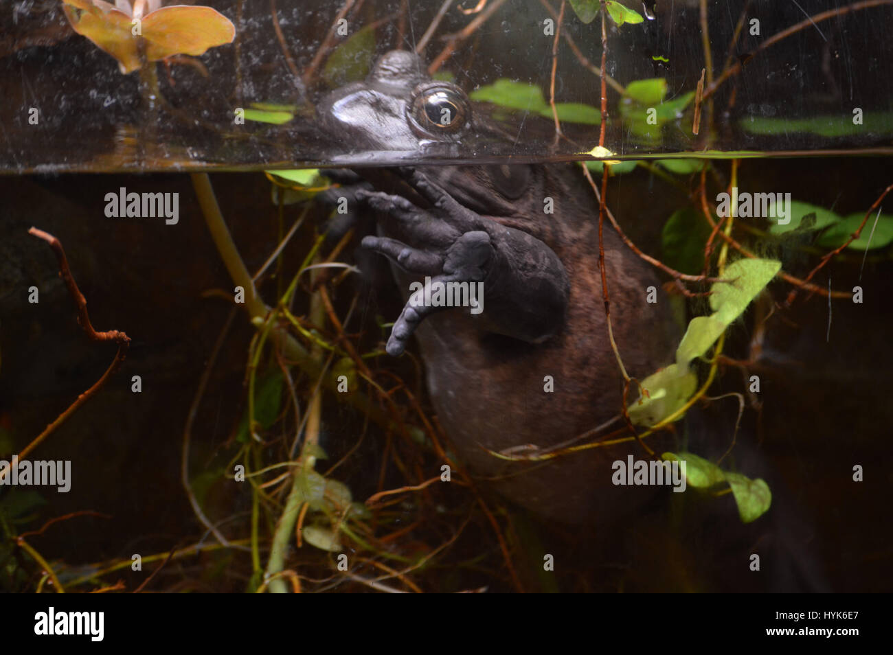 American bullfrog aquarium hi-res stock photography and images - Alamy