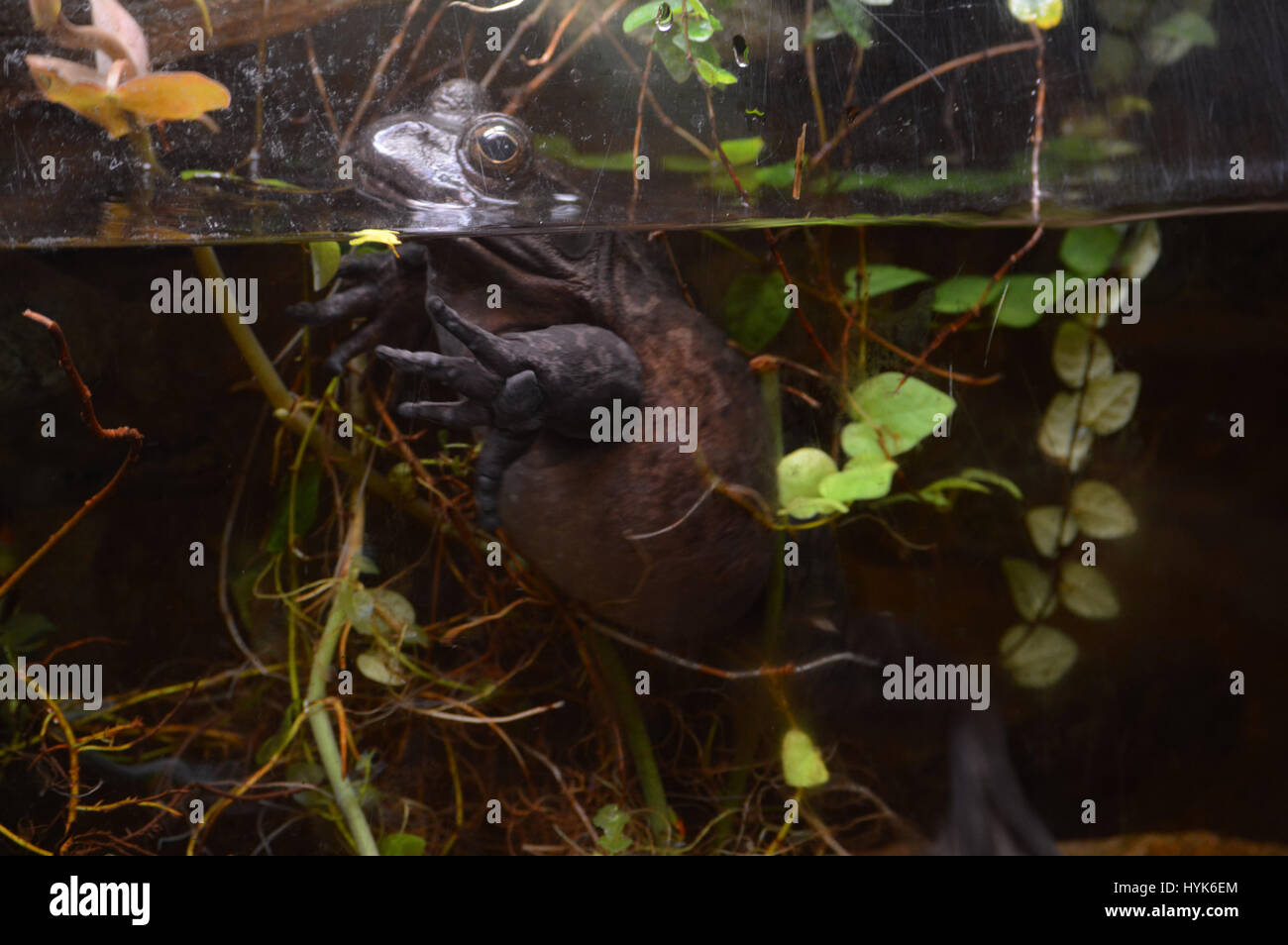American bullfrog aquarium hi-res stock photography and images - Alamy