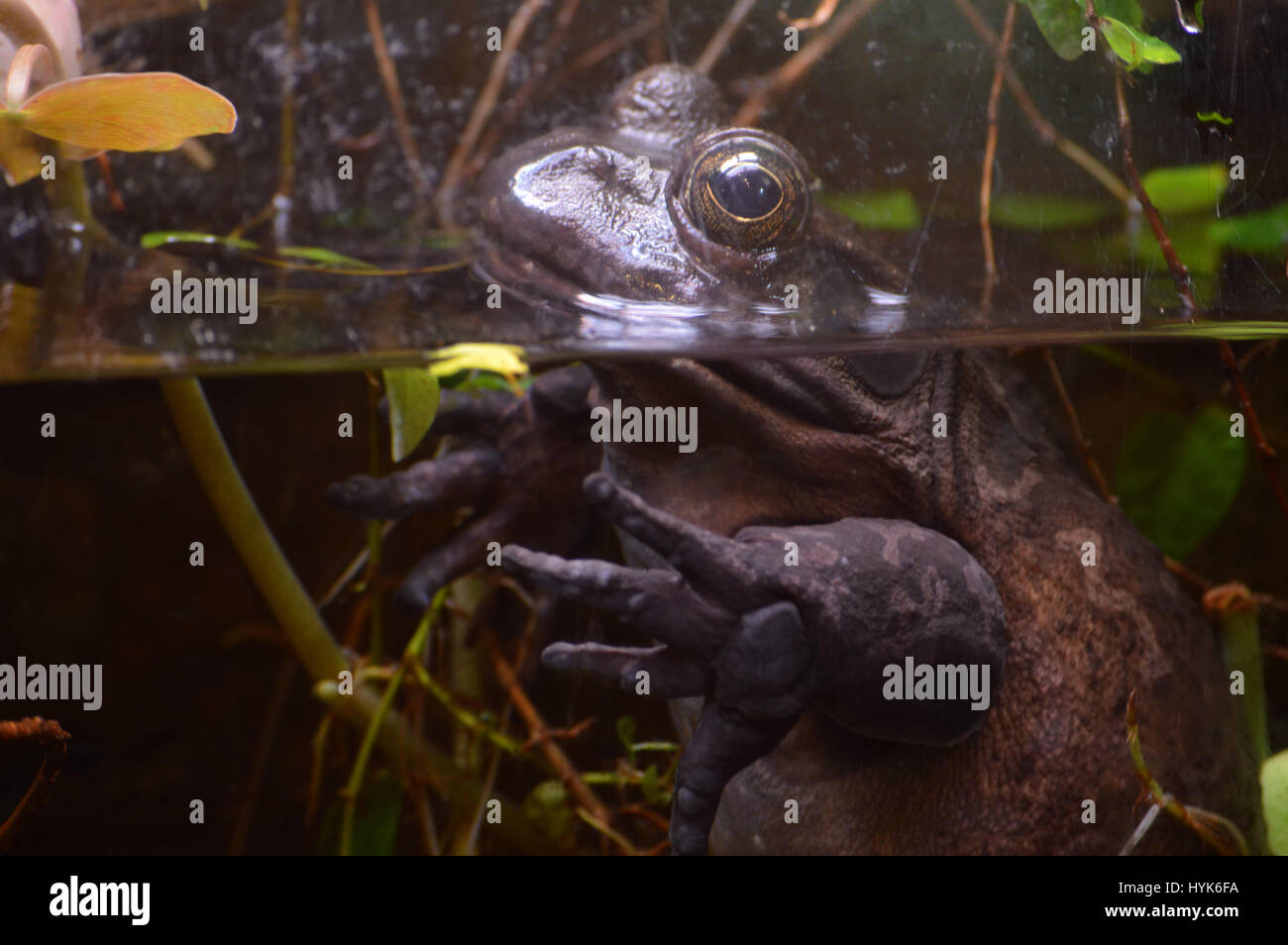 American bullfrog aquarium hi-res stock photography and images - Alamy