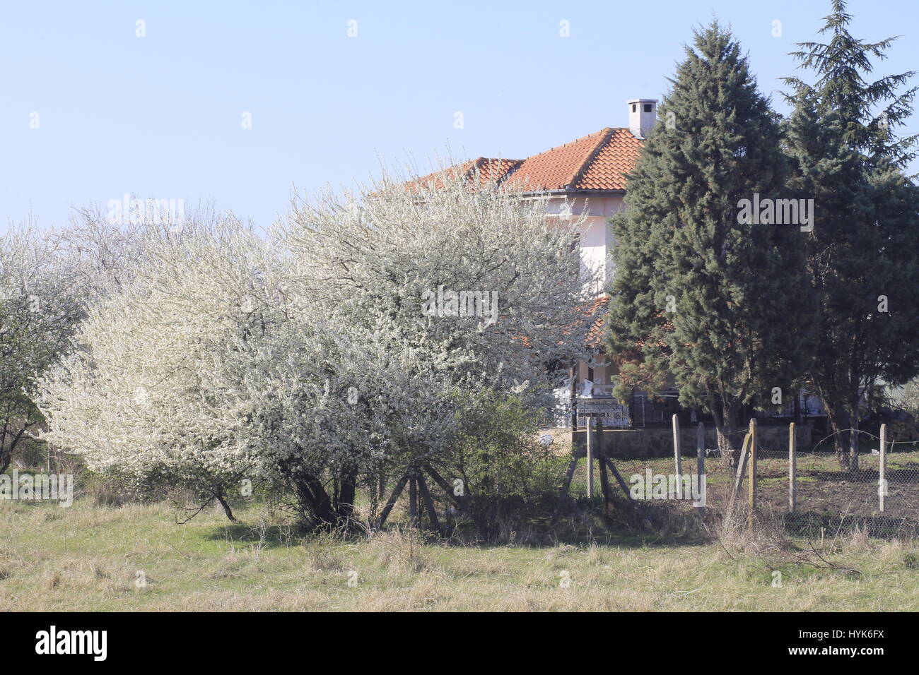 A spring landscape scene showing flowering cherry trees in the ...