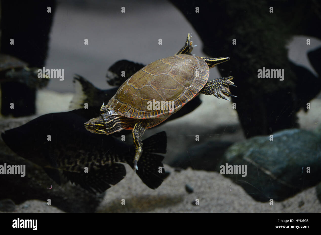 Painted turtle swimming underwater hi-res stock photography and images ...
