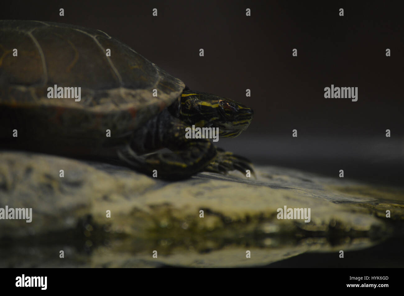 Painted turtle swimming underwater hi-res stock photography and images ...