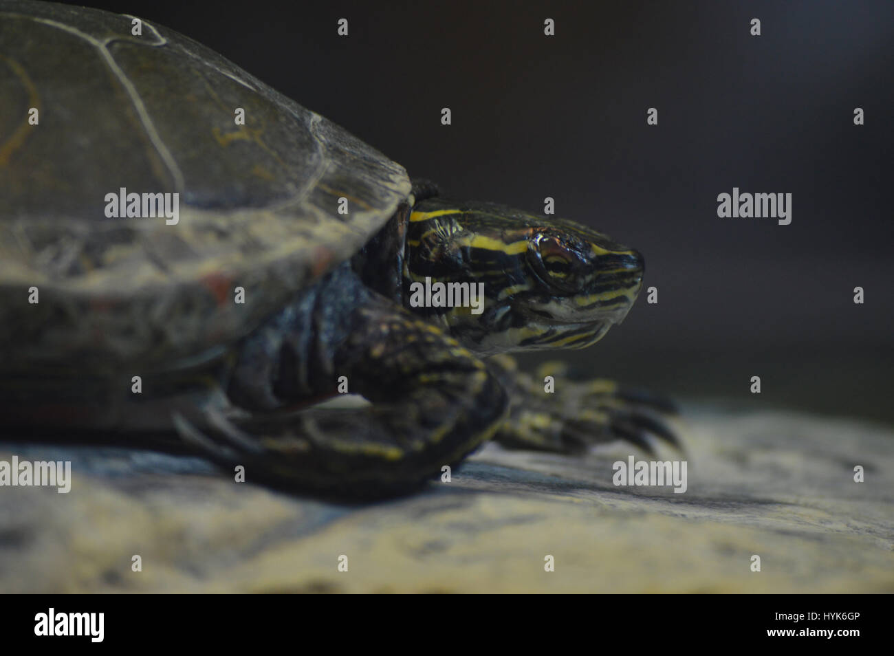 Painted turtle swimming underwater hi-res stock photography and images ...