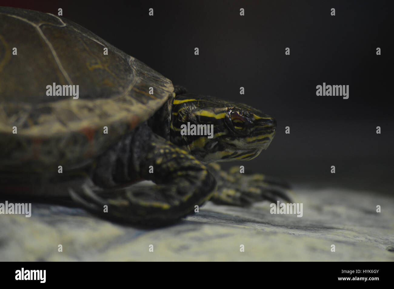 Painted turtle swimming underwater hi-res stock photography and images ...