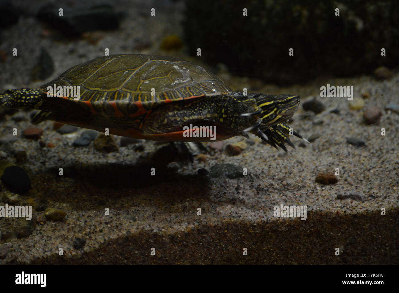 Painted turtle swimming underwater hi-res stock photography and images ...
