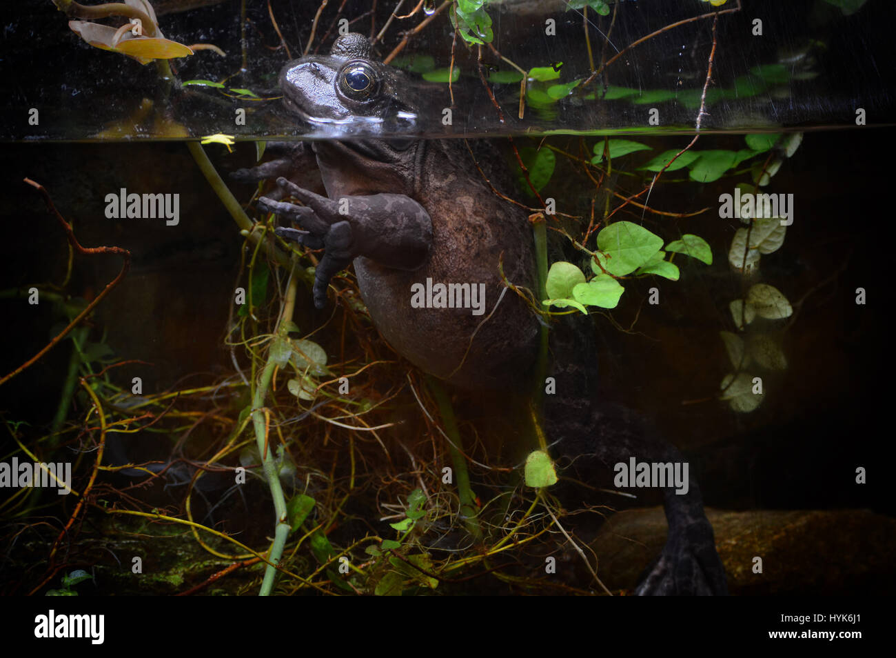 American bullfrog aquarium hi-res stock photography and images - Alamy