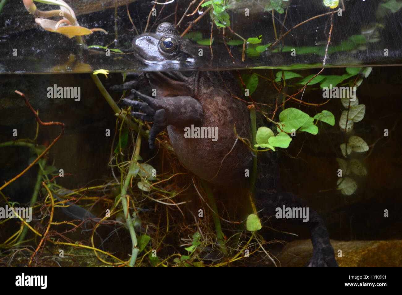 American bullfrog aquarium hi-res stock photography and images - Alamy