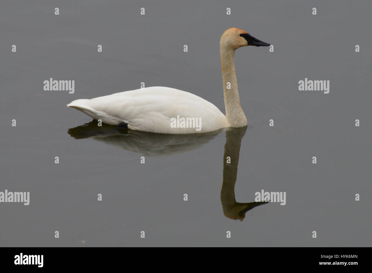Close up one adult swan hi-res stock photography and images - Alamy