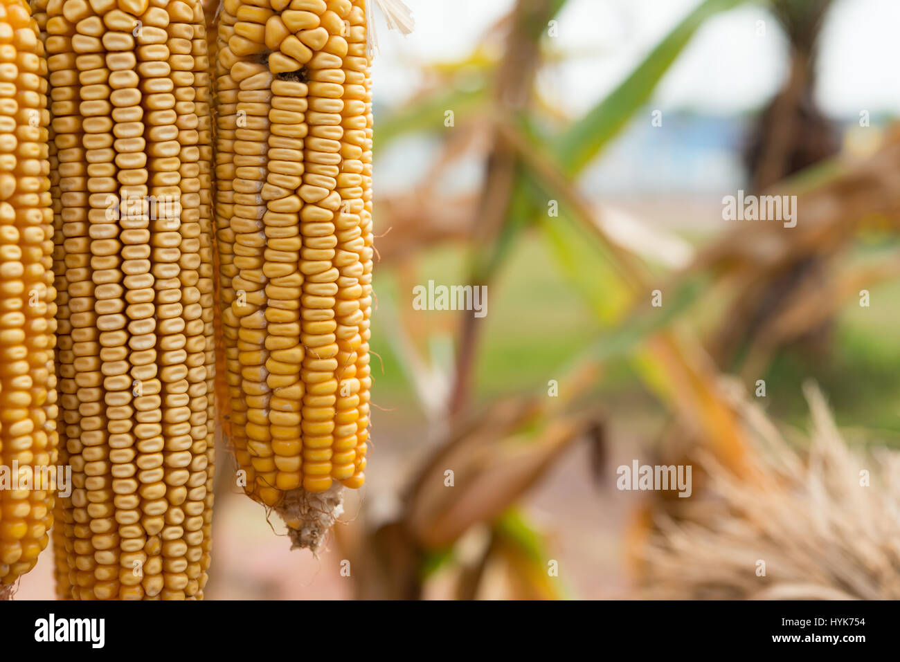 dry corns hanging near the field horizontal Stock Photo - Alamy