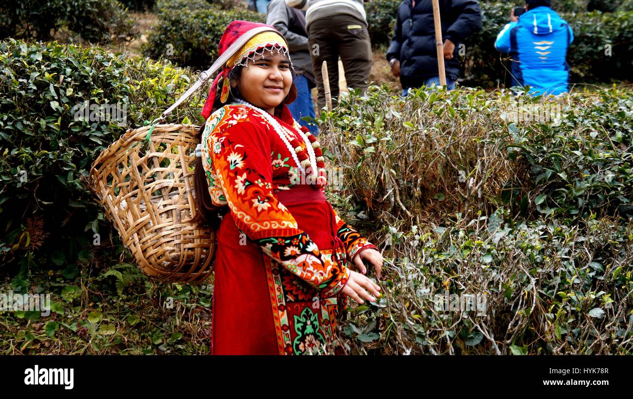 Indian tea garden hi-res stock photography and images - Alamy