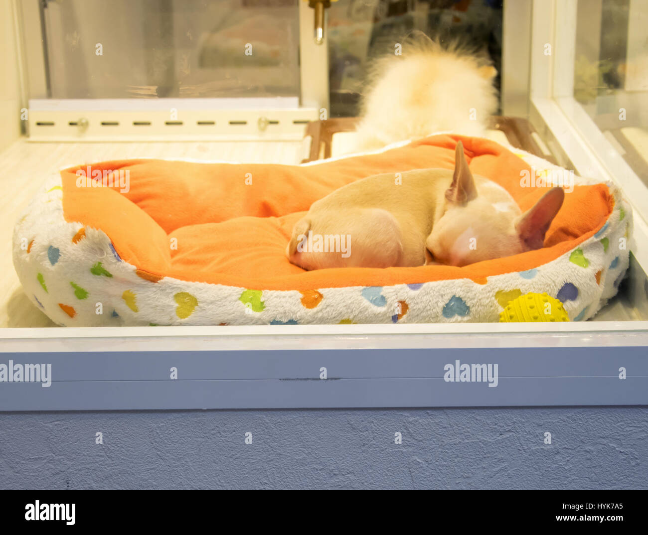 Osaka, Japan - Pet showroom, chihuahua dog for sale Stock Photo - Alamy