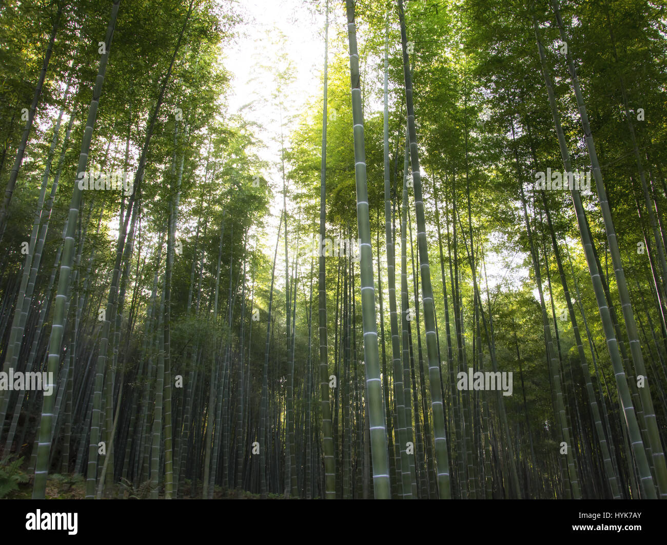 Path to bamboo forest, Arashiyama, Kyoto, Japan. Vibrant morning Stock ...