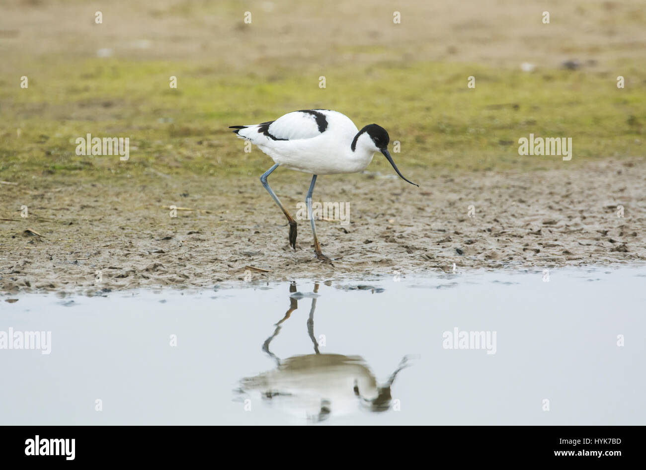 Avocet (Recurvirostra avosetta). The species is the symbol of the Royal ...