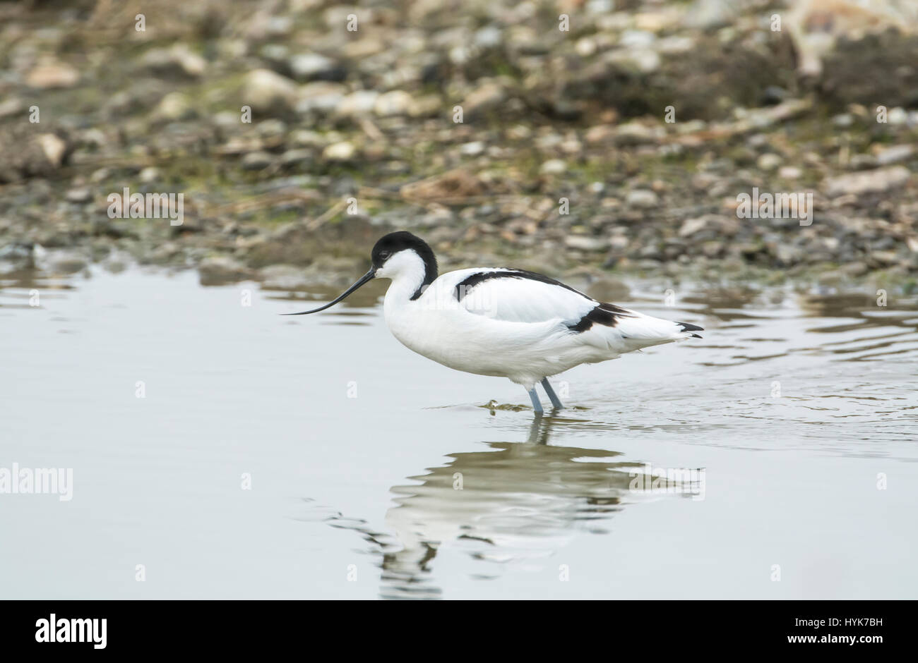 The royal society for the protection of birds hi-res stock photography ...