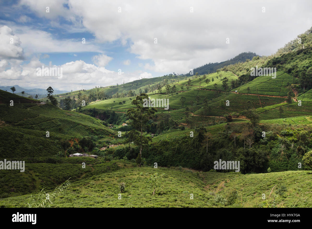 Landscape with green fields of tea in Sri Lanka. Green tea plantation ...