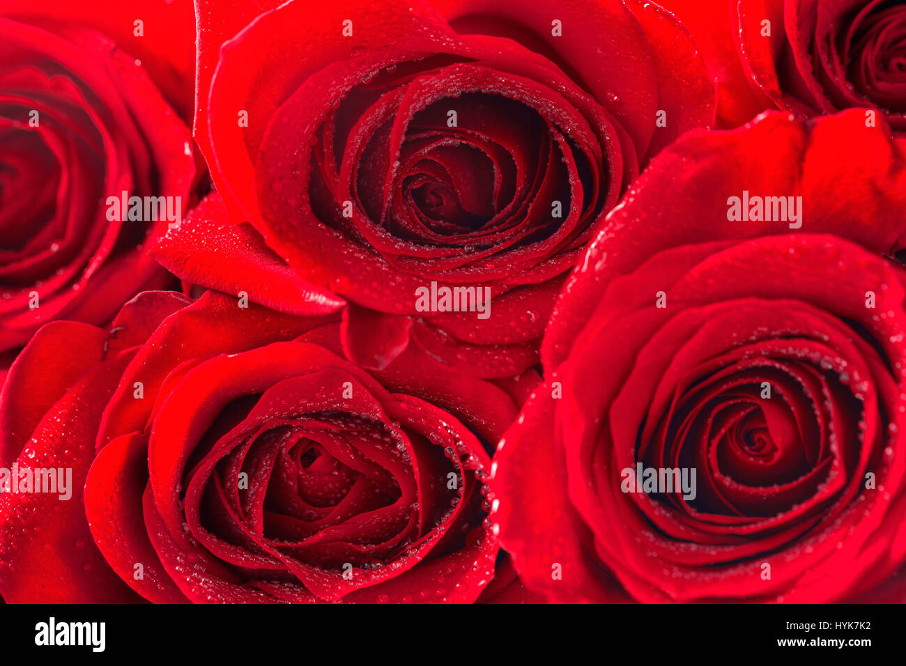 red roses flower background with water drops Stock Photo - Alamy