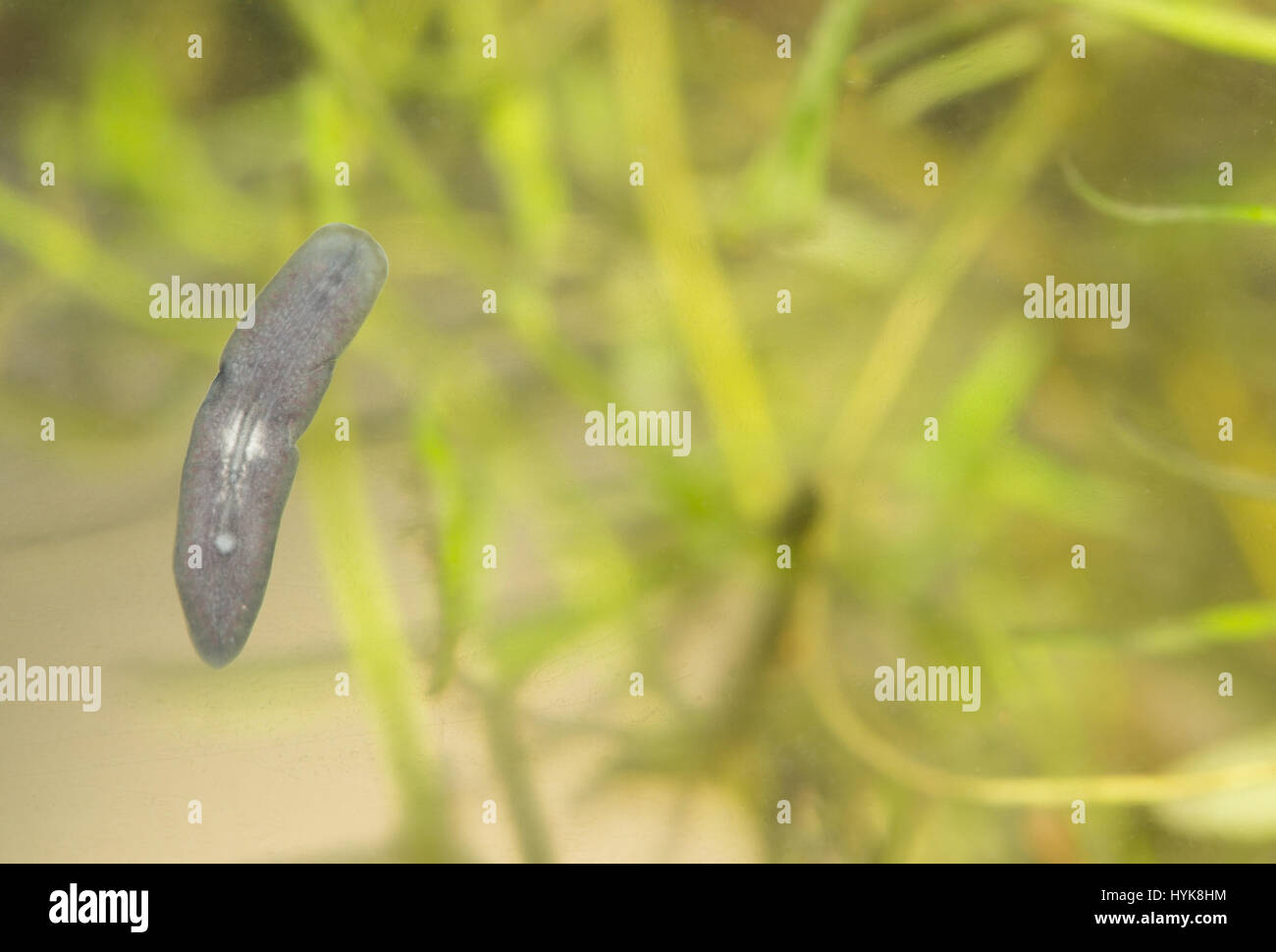 Planarian hi-res stock photography and images - Alamy