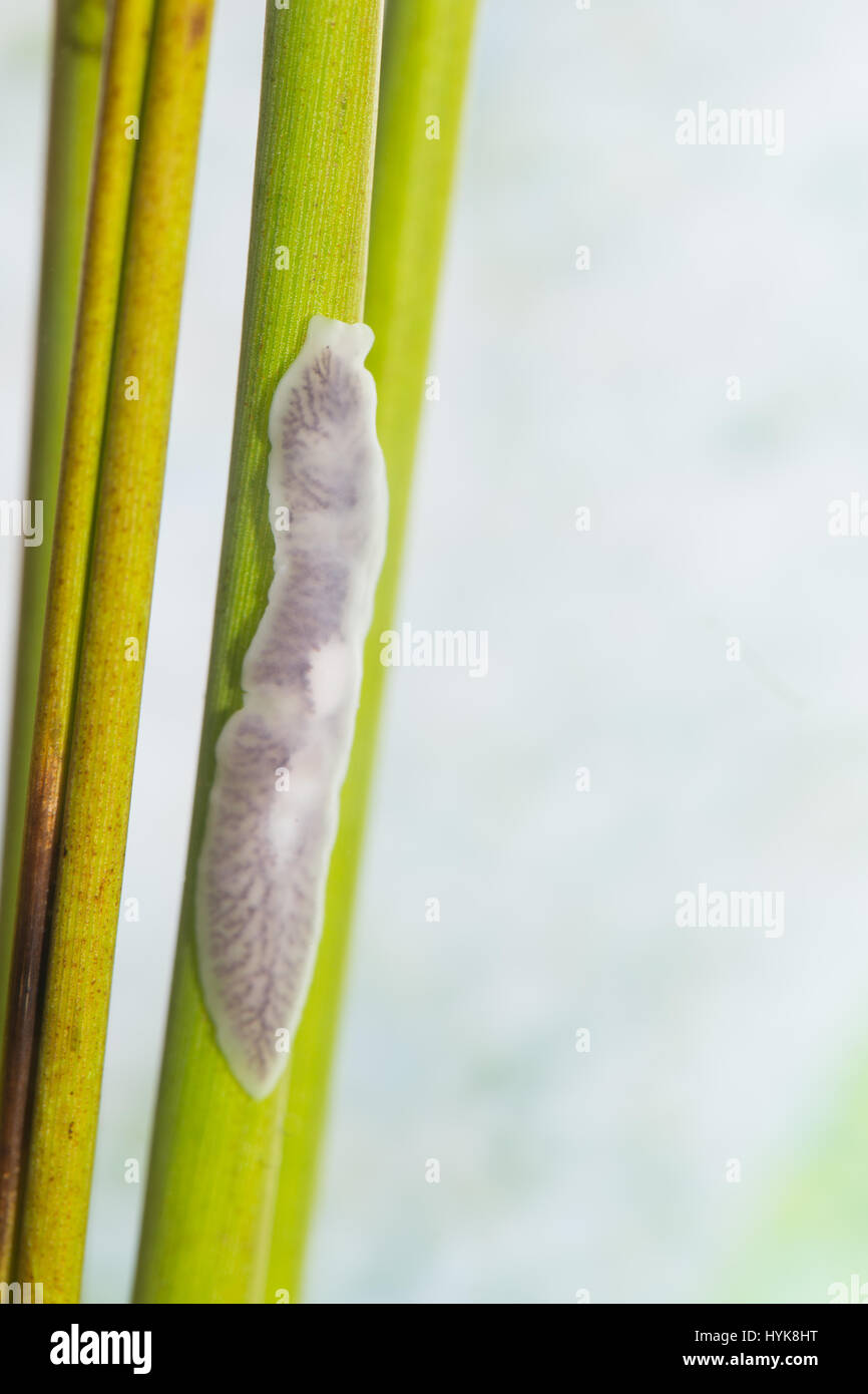 Planarian flatworm hi-res stock photography and images - Alamy