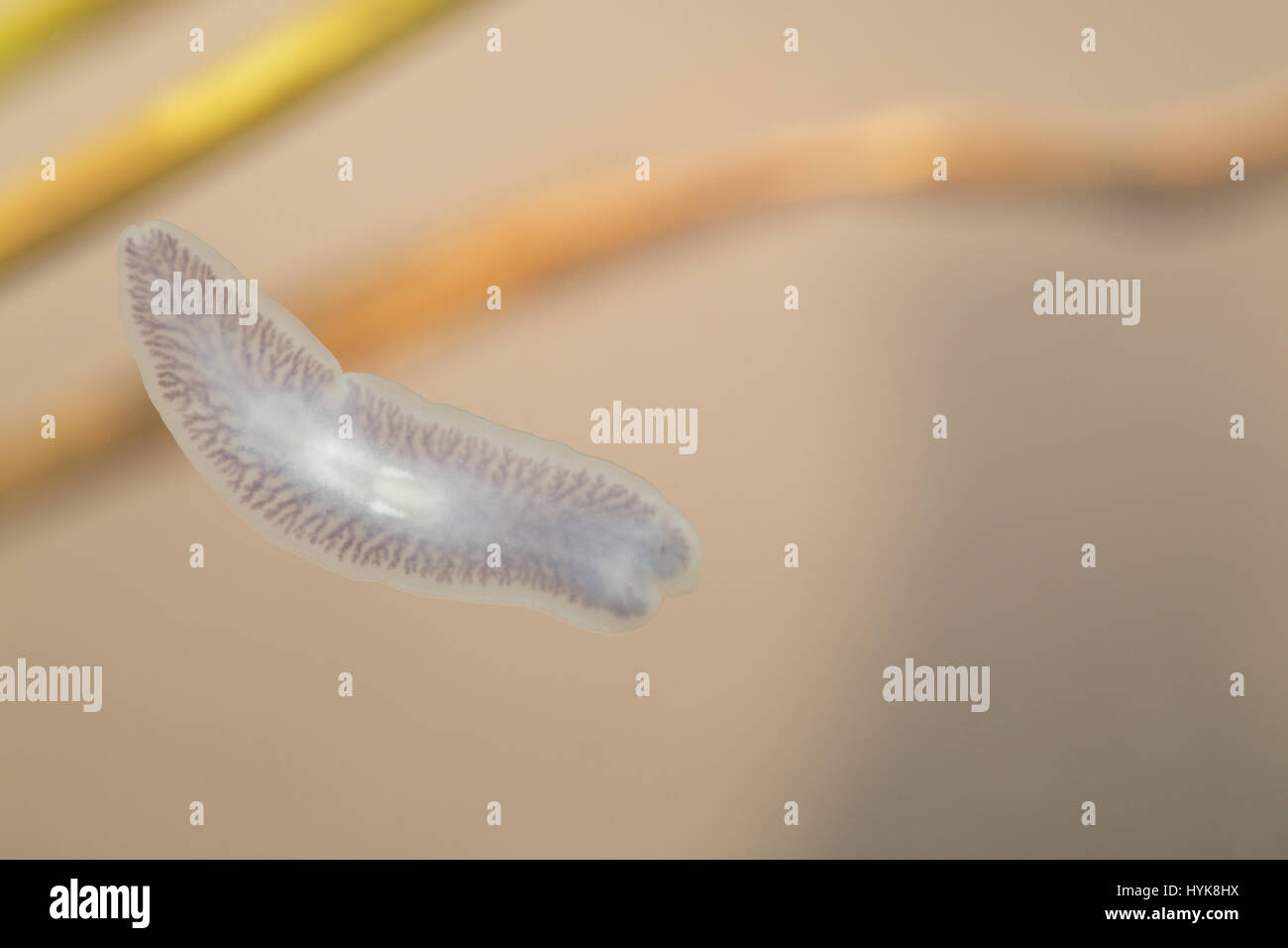 Planarian hi-res stock photography and images - Alamy