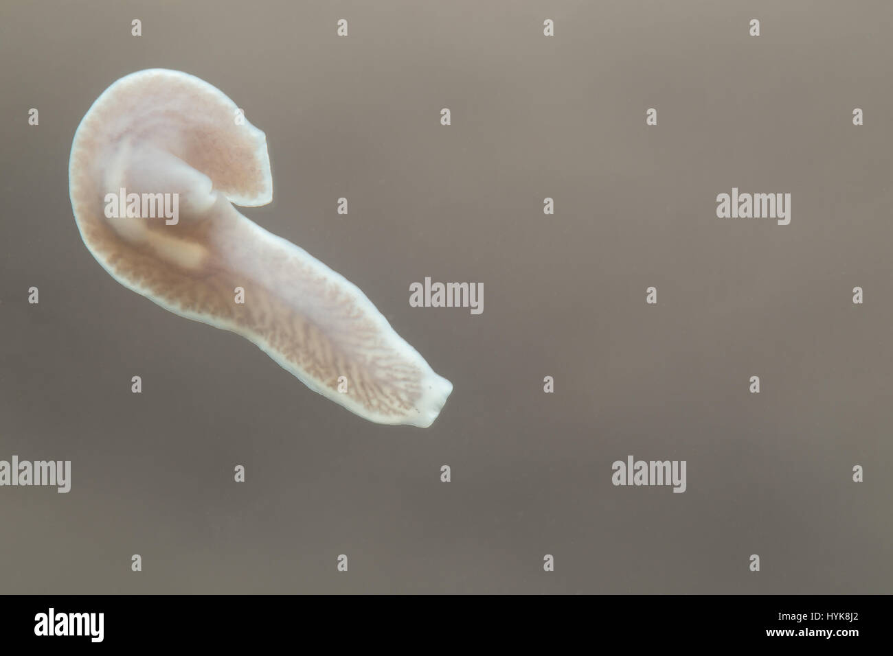Planarian hi-res stock photography and images - Alamy