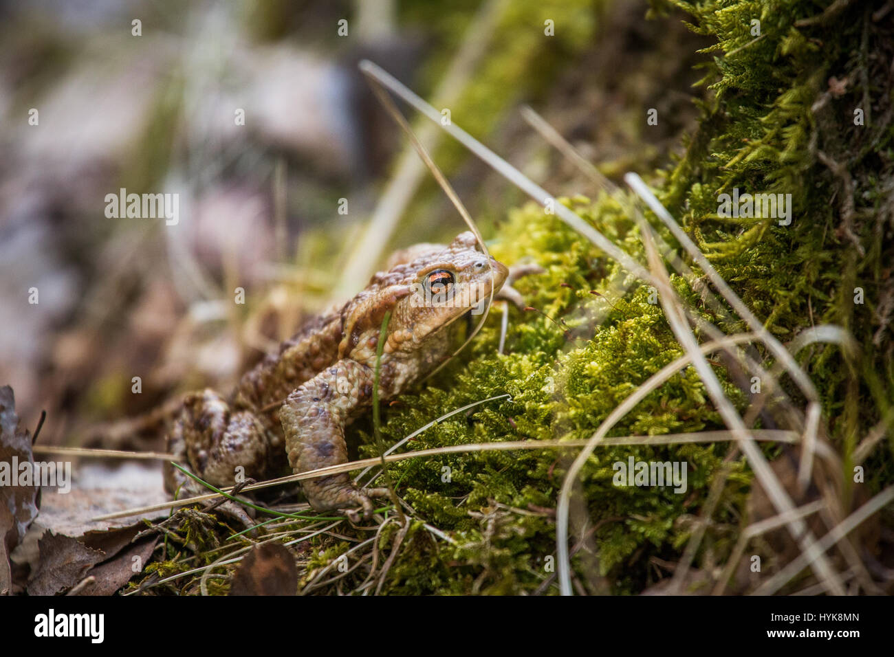 A beautiful shallow depth of field closeup of a toad in a natural ...