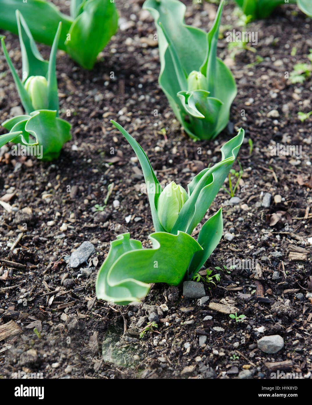 Tulip buds hi-res stock photography and images - Alamy