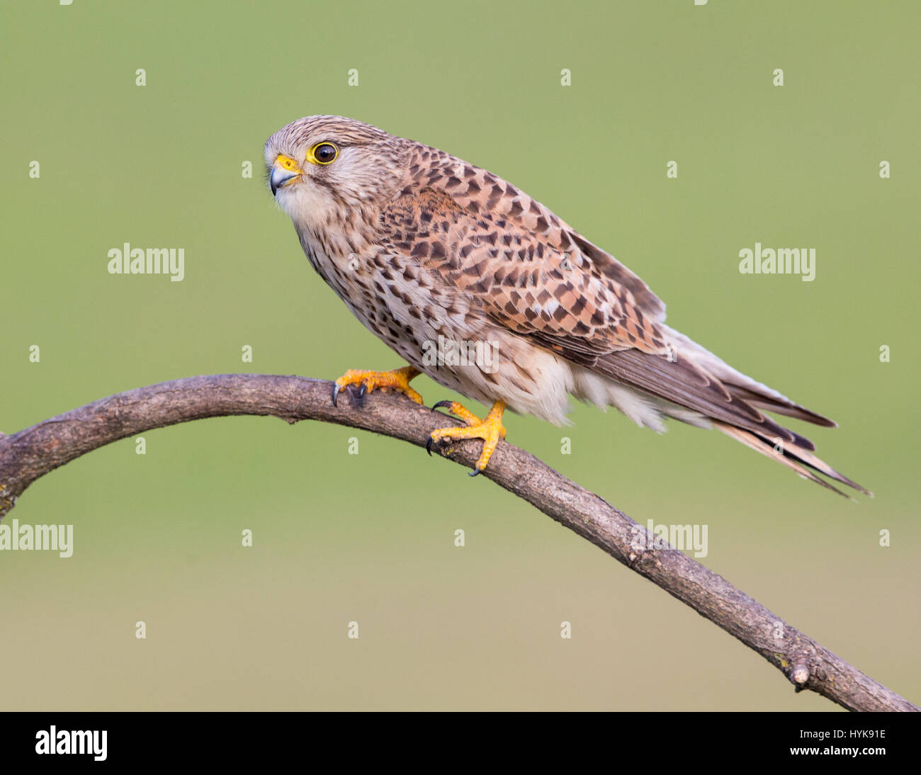 Common Kestrel Falco Tinnunculus Adult Male High Resolution Stock ...