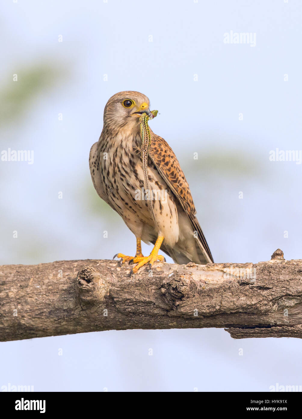 Male Common Kestrel (Falco tinnunculus) perching on a branch with a ...
