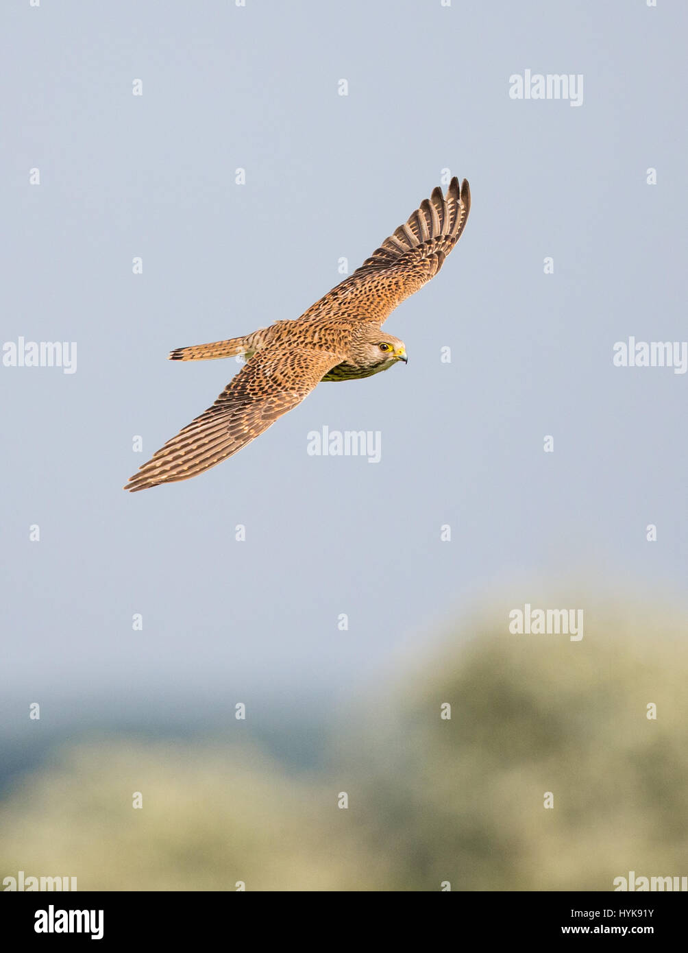 Kestrel In Flight