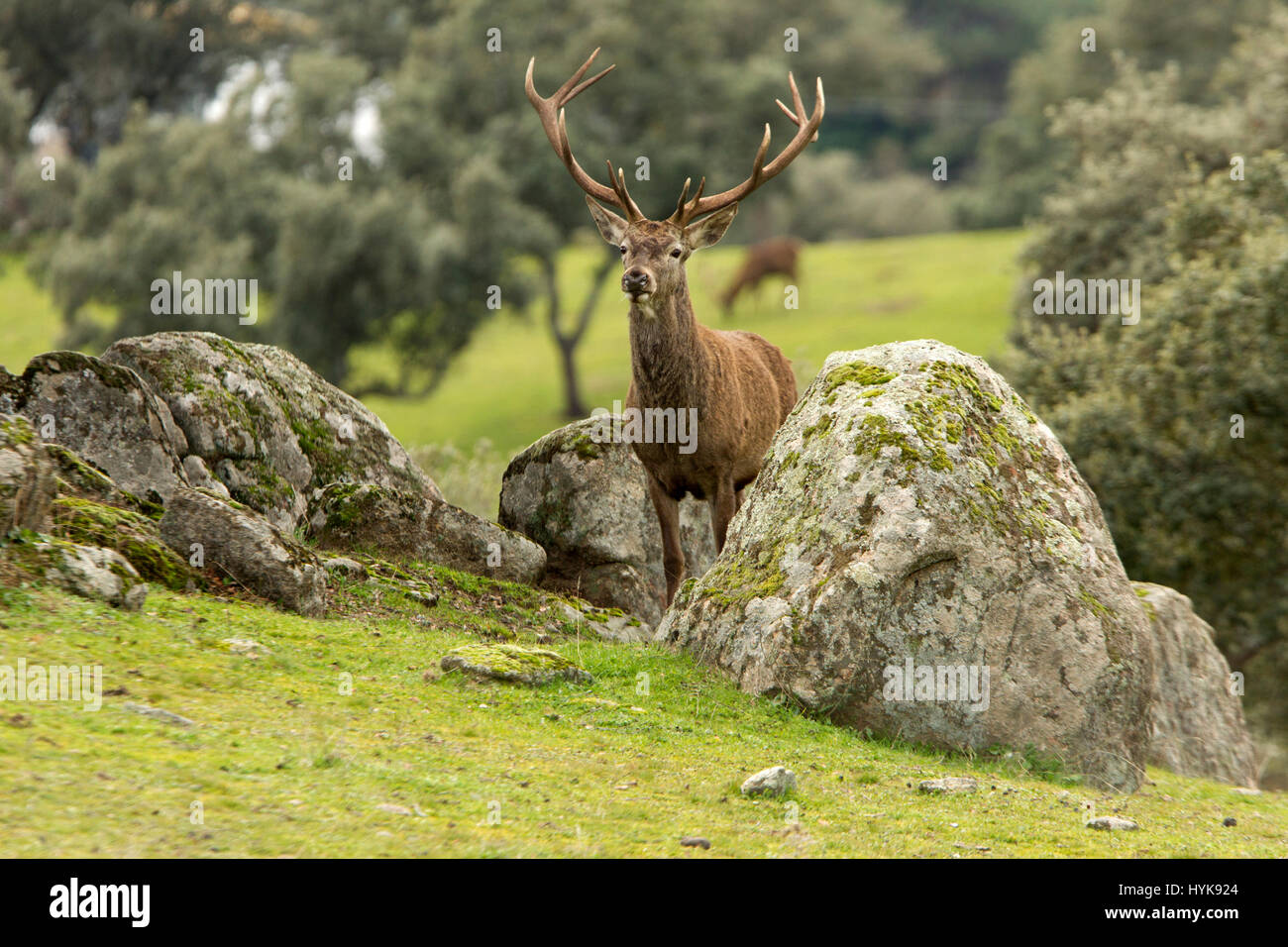 Woods animal bracken hi-res stock photography and images - Alamy