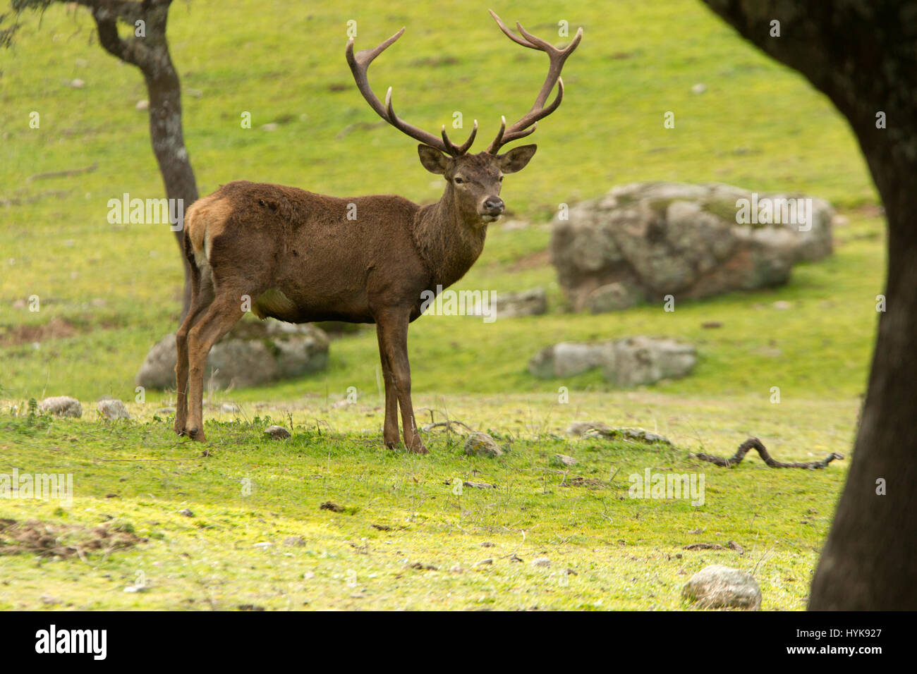 Woods animal bracken hi-res stock photography and images - Alamy