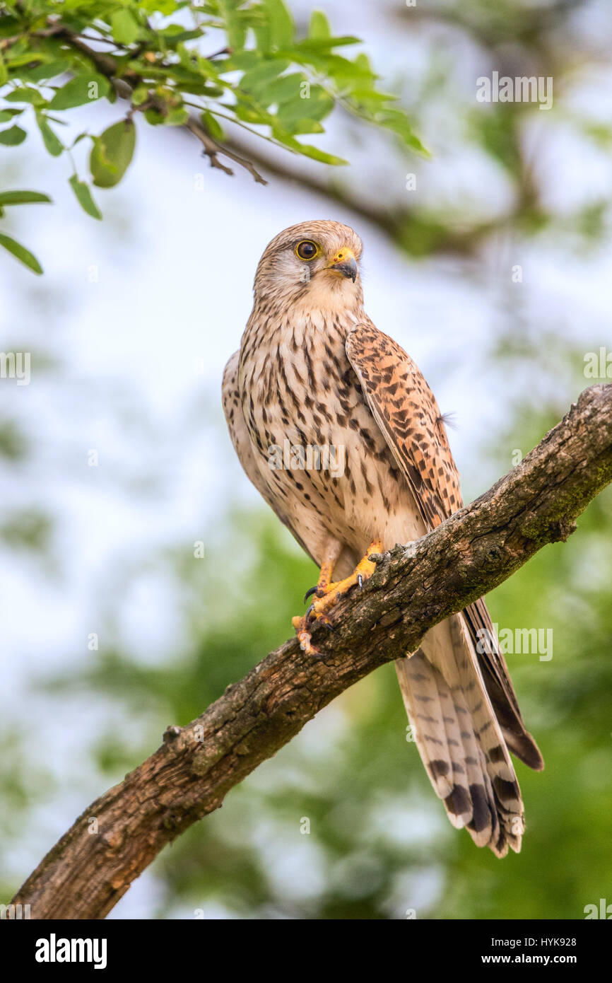 Male Common Kestrel (Falco tinnunculus) perching on a branch Stock ...
