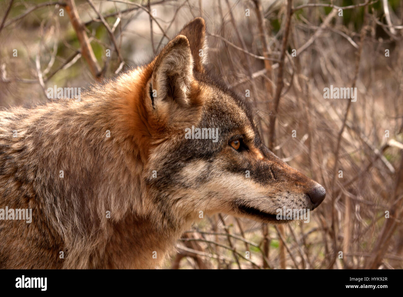 Adult female wolf canis lupus hi-res stock photography and images - Alamy