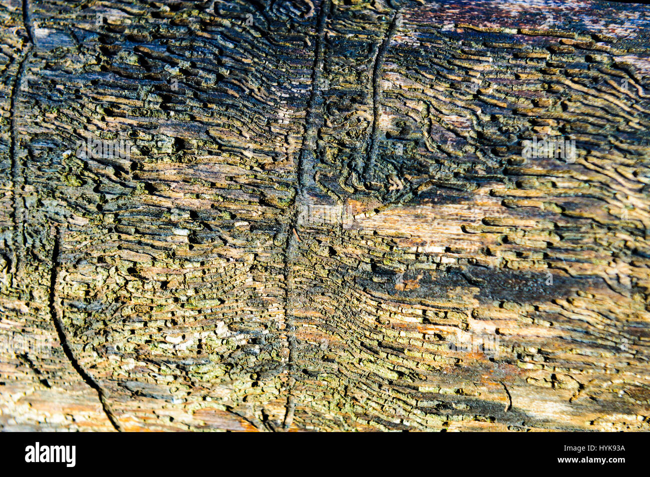 Wood texture background Close-up of old dead wood that is stained and ...