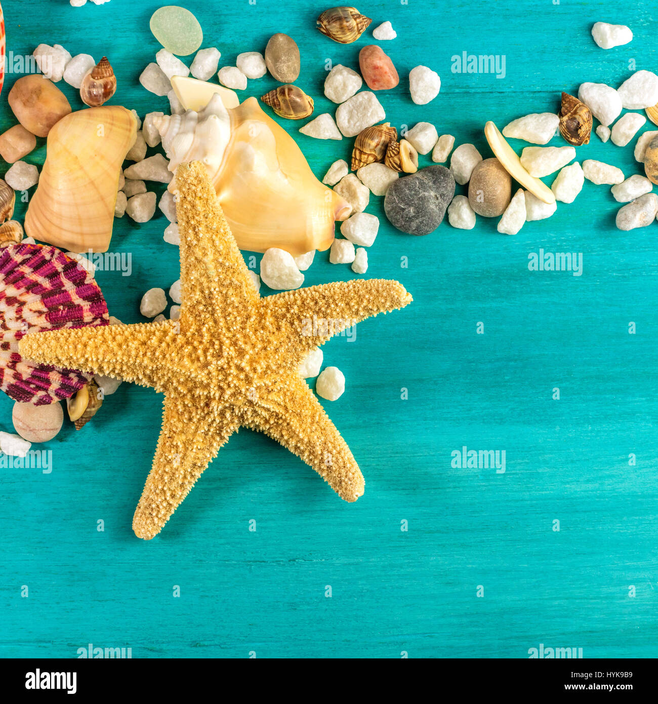 A square photo of a sea star, sea shells, and pebbles on a vibrant ...