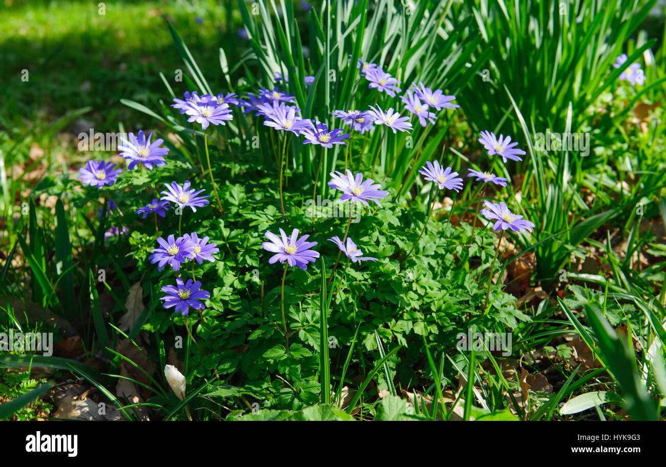 Anemone blanda, Grecian windflower or winter windflower Stock Photo - Alamy