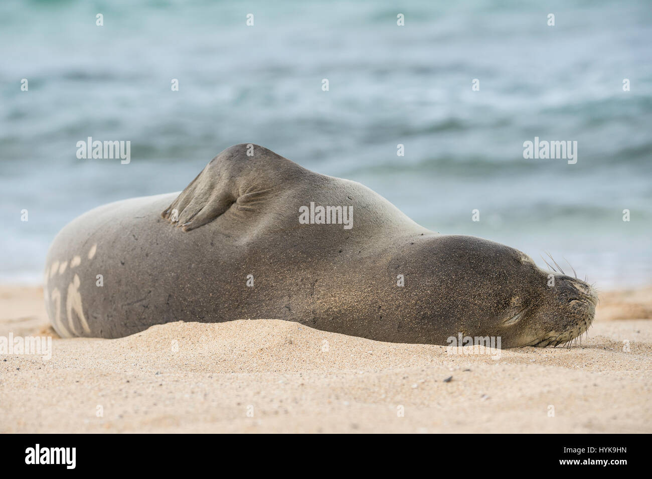 Hawaiian monk seal, Neomonachus schauinslandi, Poipu Beach Park, Kauai ...
