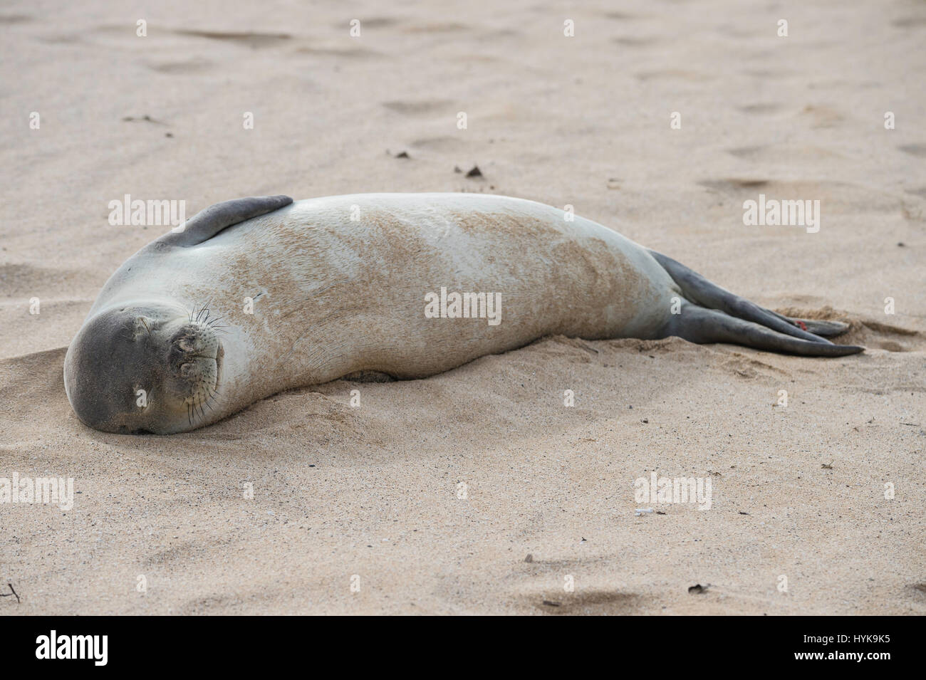 Hawaiian monk seal, Neomonachus schauinslandi, Poipu Beach Park, Kauai ...