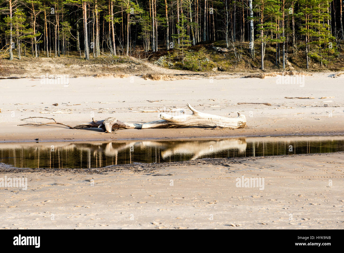 Log on the beach of Baltic sea (Selective focus Stock Photo - Alamy