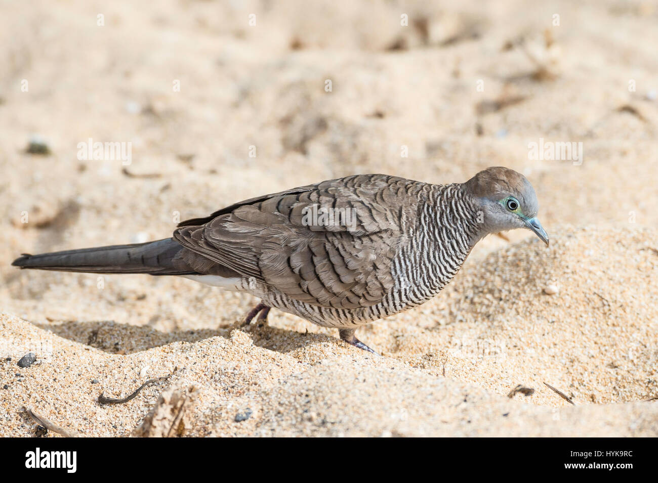 Zebra dove, Geopelia striata, (barred ground dove), Kauai, Hawaii, USA ...