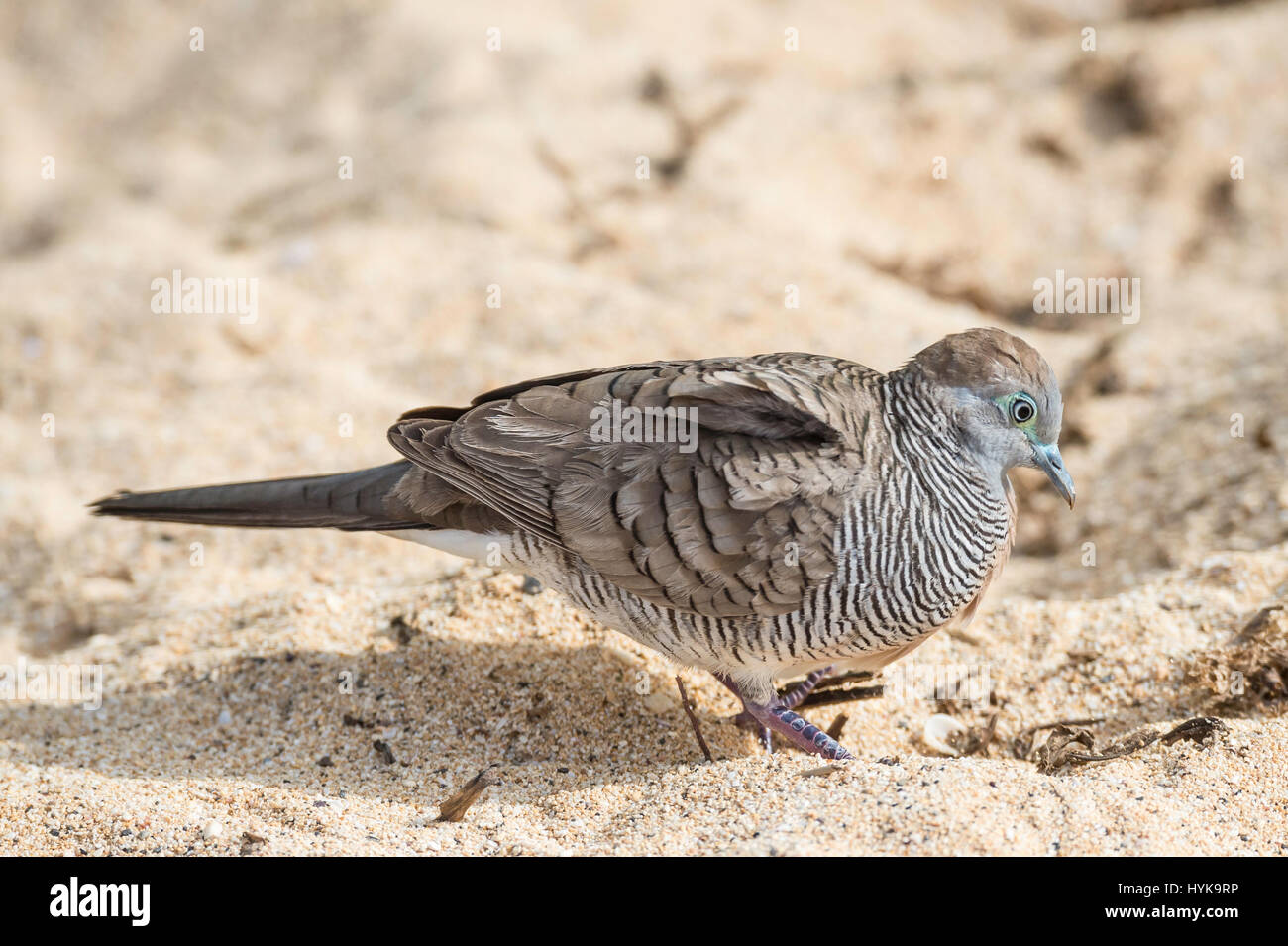 Zebra dove, Geopelia striata, (barred ground dove), Kauai, Hawaii, USA ...