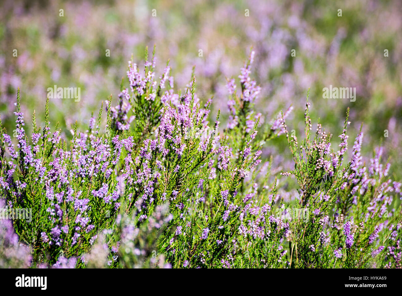 Autumn heather with bokeh blurred Stock Photo - Alamy