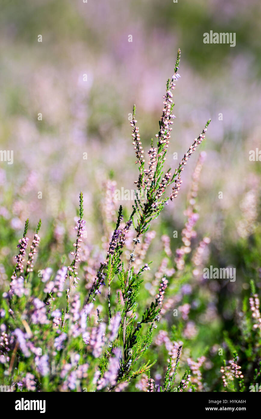 Autumn heather with bokeh blurred Stock Photo - Alamy