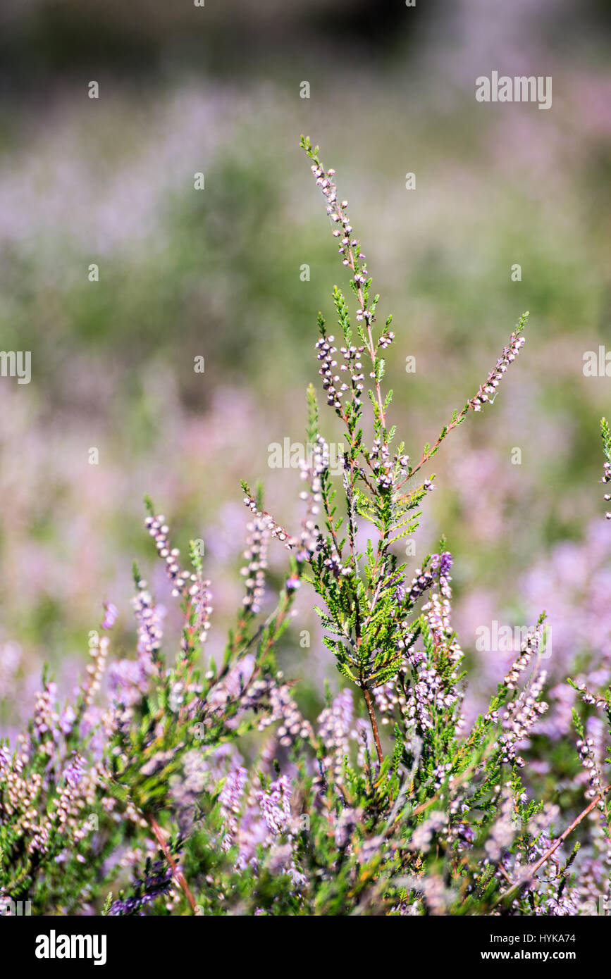 Autumn heather with bokeh blurred Stock Photo - Alamy