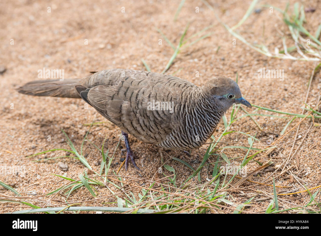 Zebra dove, Geopelia striata, (barred ground dove), Kauai, Hawaii, USA ...